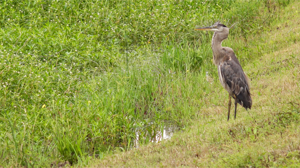 New Cajun Prairie Habitat and Outdoor Classroom Coming to UL Lafayette ...
