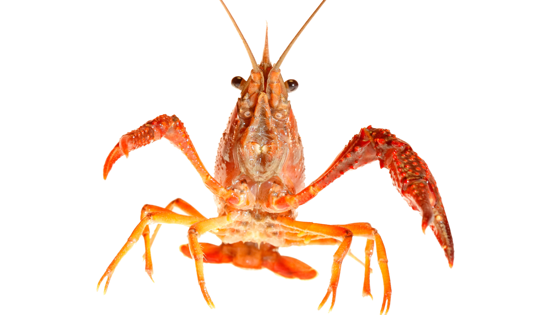 Lt. Gov. Nungesser's Annual Crawfish Pardoning Tradition - Arlen "Benny ...